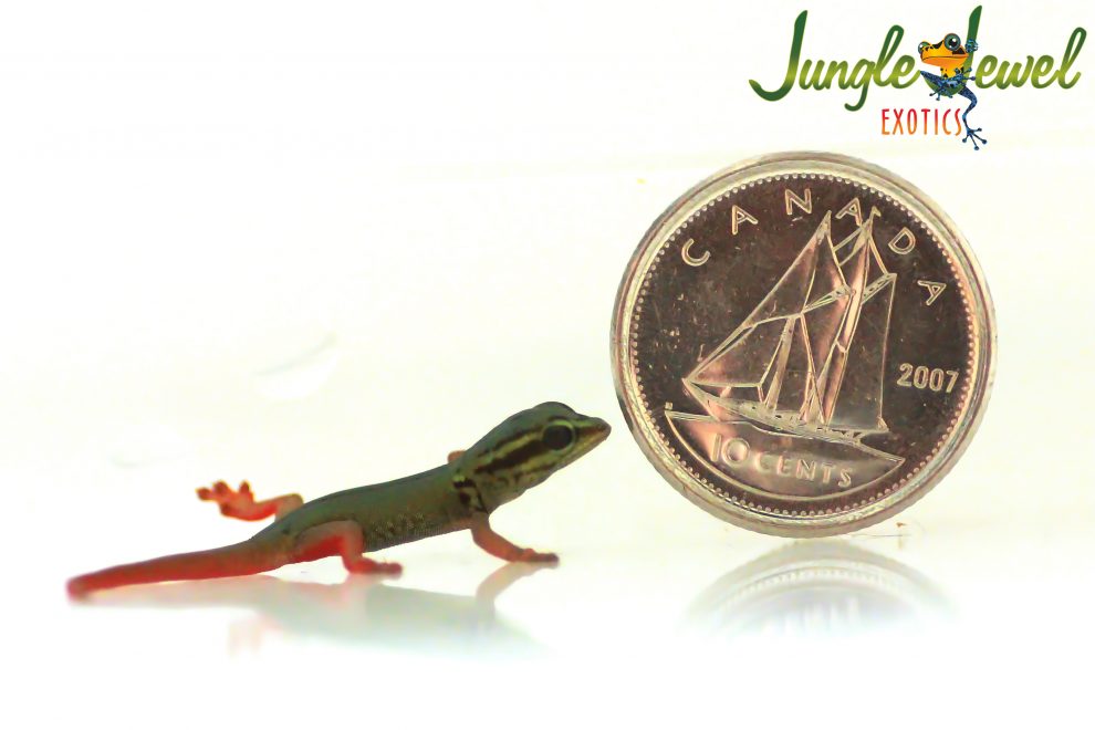 Williamsi baby dime water marked-1 - Jungle Jewel Exotics