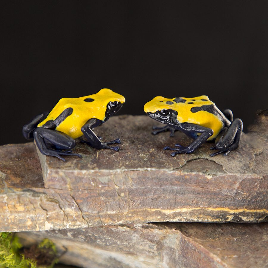 Dendrobates tinctorius Citronella - Jungle Jewel Exotics