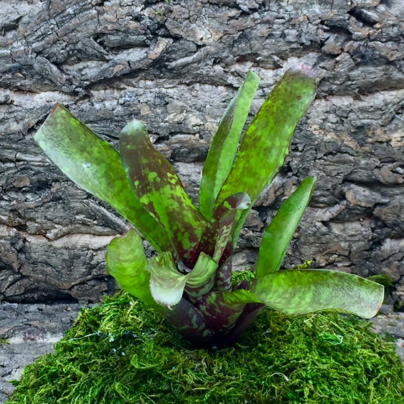Mini Neoregelia Bromeliad ‘Spaced Out’