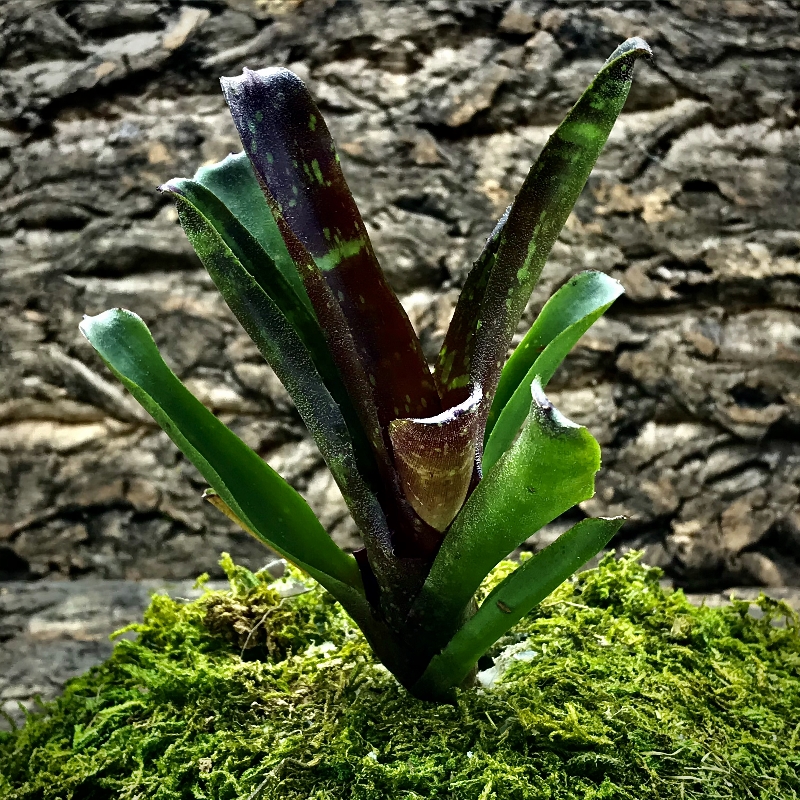 Nano Neoregelia Bromeliad - Dartanion - Jungle Jewel Exotics