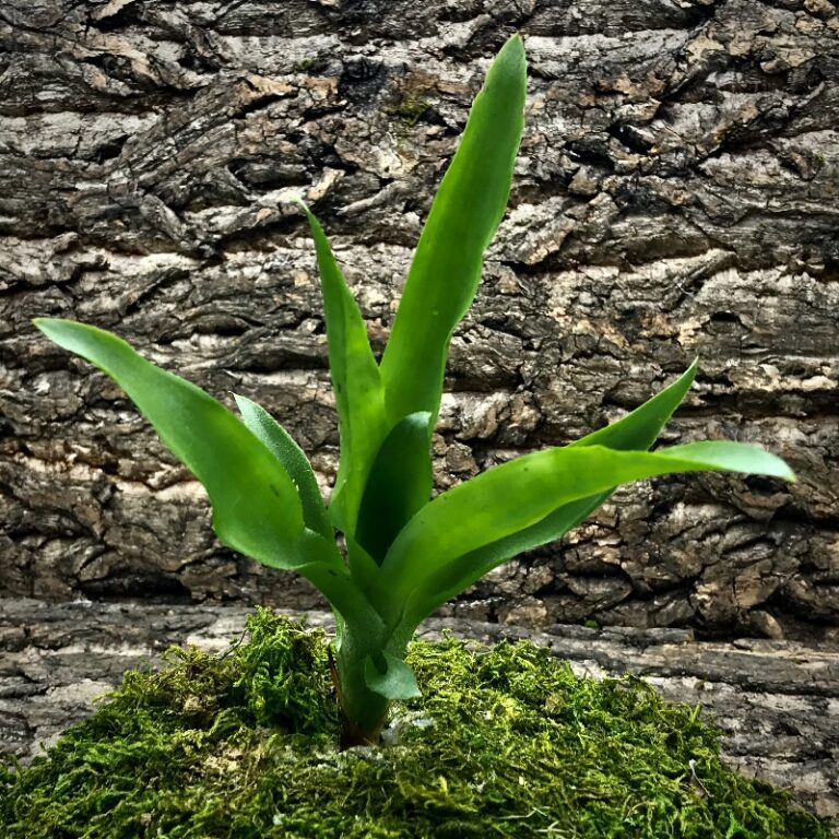 Mini Neoregelia Bromeliad – Petit Minou | Canada | Jungle Jewel Exotics