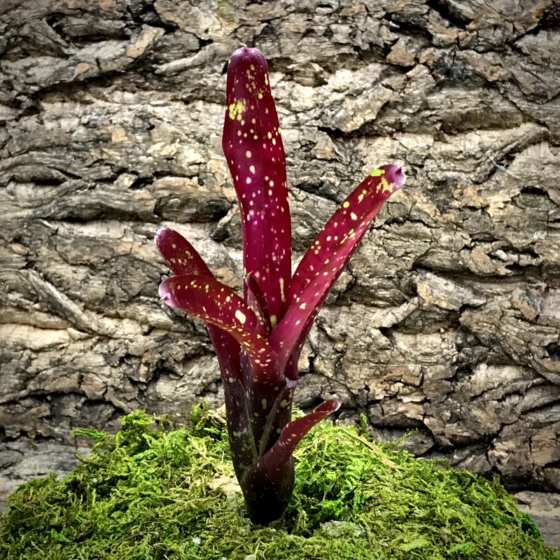 Mini Neoregelia Bromeliad – Ruby Throat