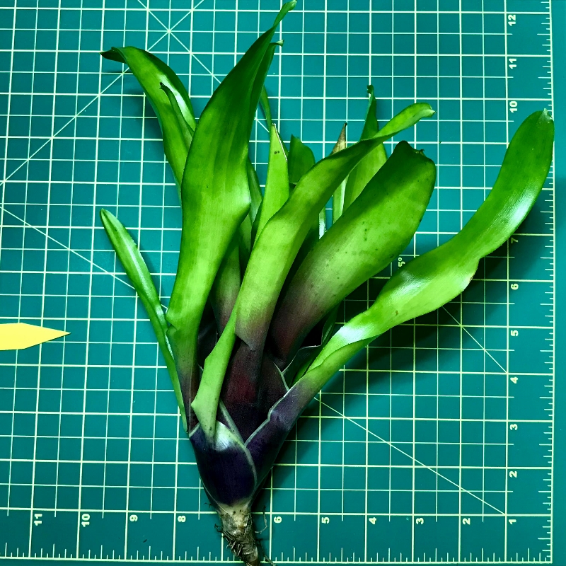 Neoregelia Bromeliad - Fireball x Johannis x Candelabra size - Jungle ...