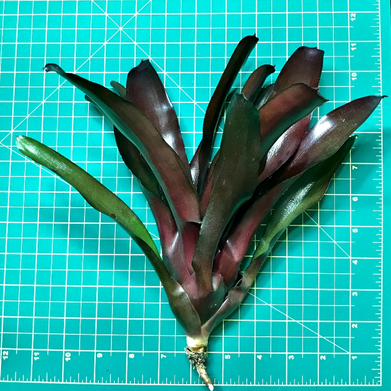 Neoregelia Bromeliad – Fireball x Morris Hobbs size