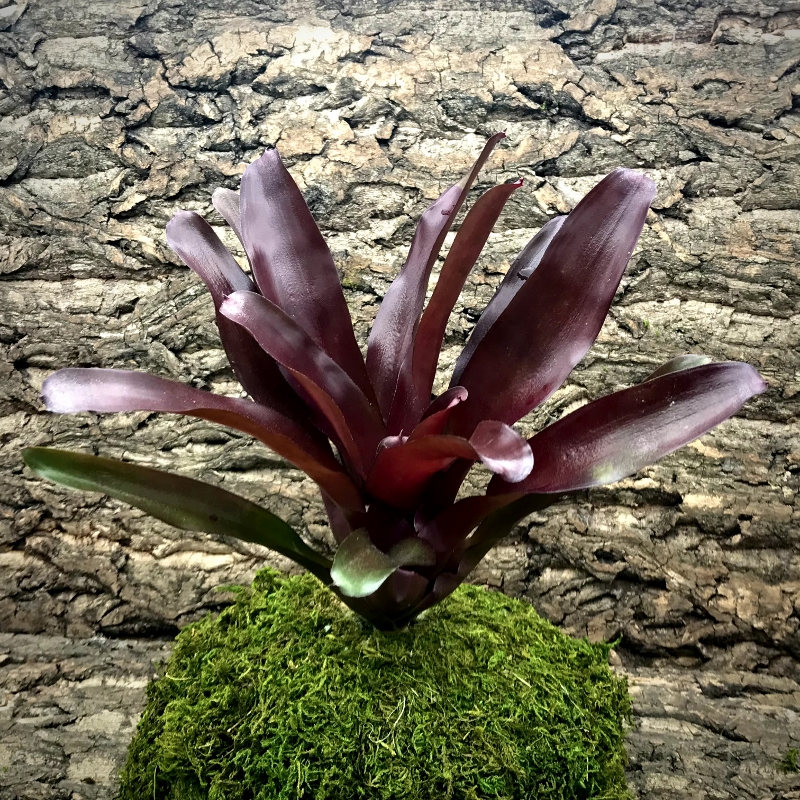 Neoregelia Bromeliad – Fireball x Morris Hobbs