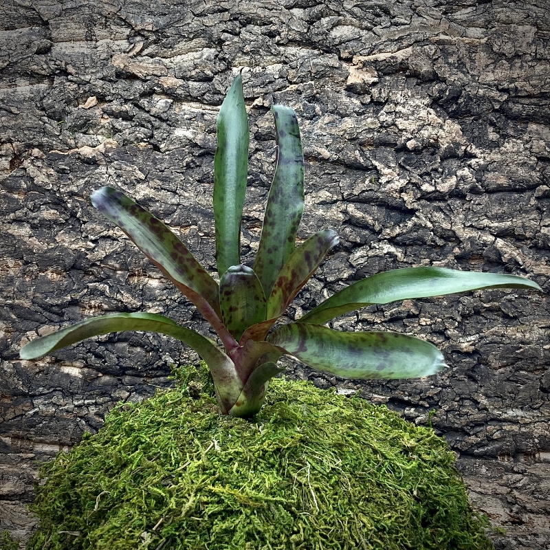 Mini Neoregelia Bromeliad – Fireball x Blueberry Tart