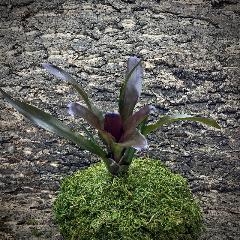 Mini Neoregelia Bromeliad – Granada x Royal Flush