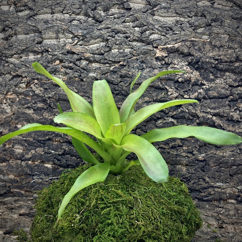 Mini Neoregelia Bromeliad – Subcompacta