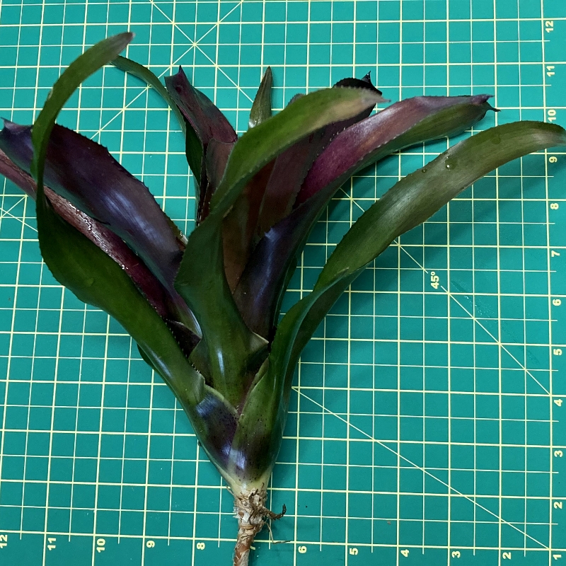 Neoregelia Bromeliad - Granada x Royal Flush size - Jungle Jewel Exotics