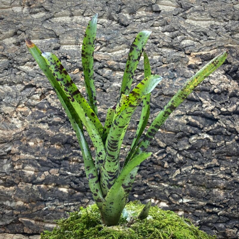 Mini Neoregelia Bromeliad – Hot Wire