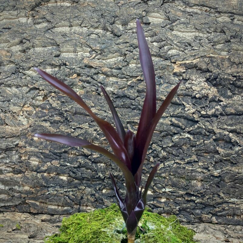 Mini Neoregelia Bromeliad - Midas - Jungle Jewel Exotics