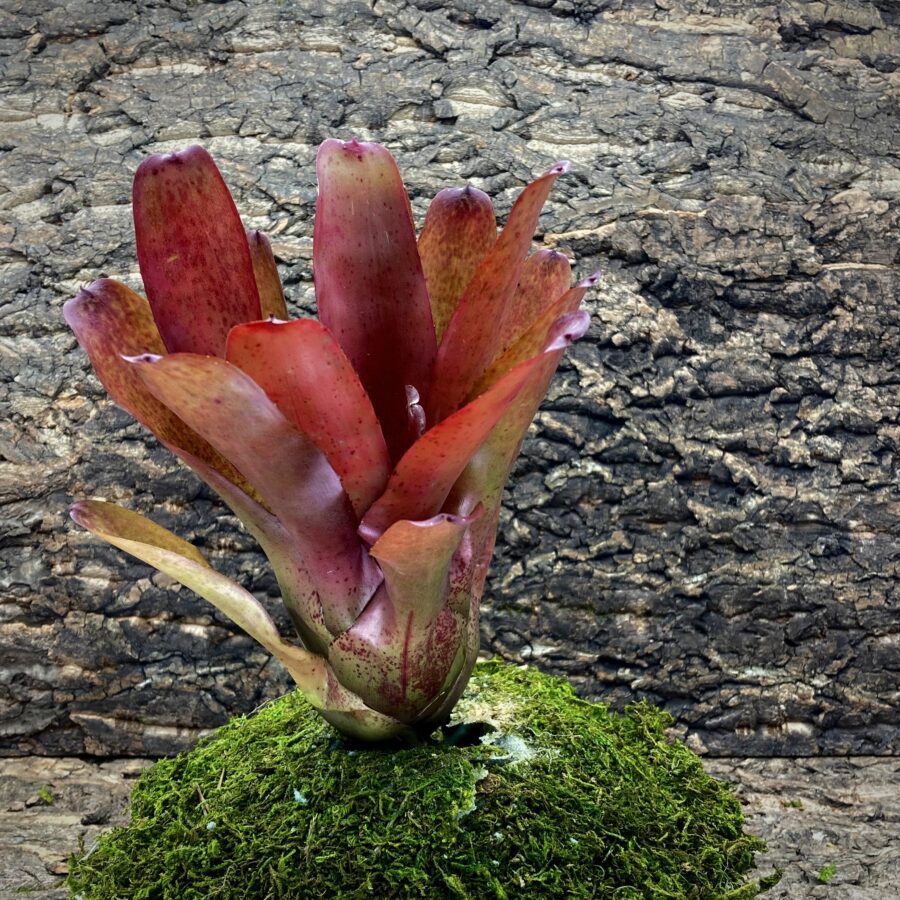 Neoregelia Bromeliad Fluminensis x Compacta - Jungle Jewel Exotics