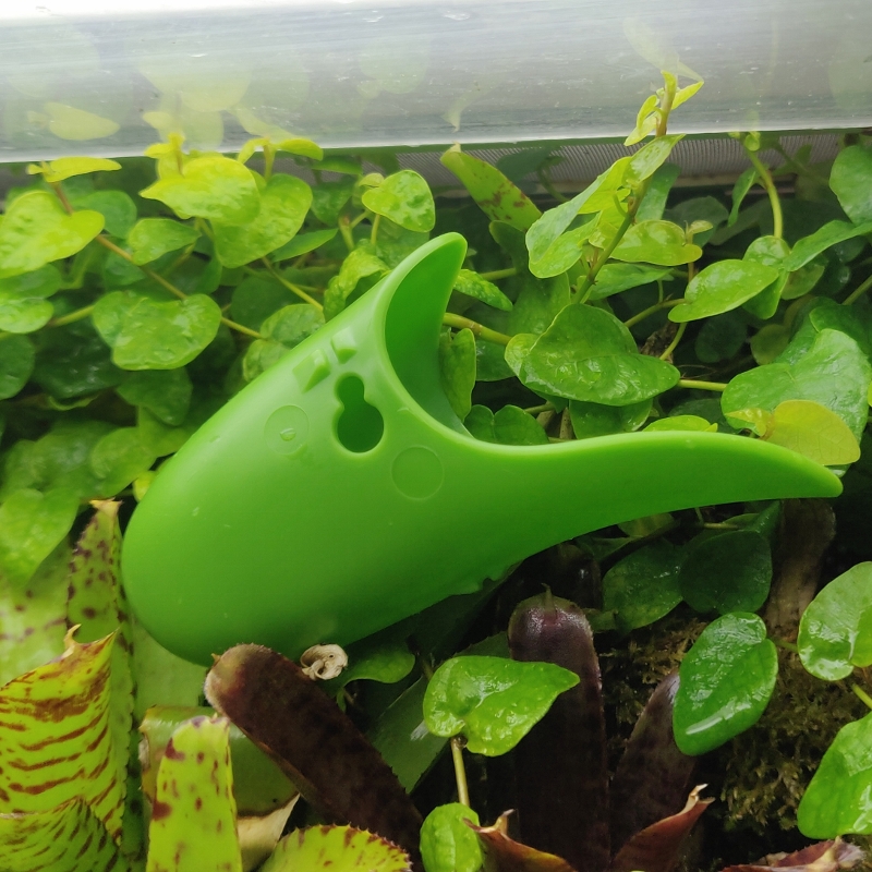 Tad-Pool Medium Green in Terrarium