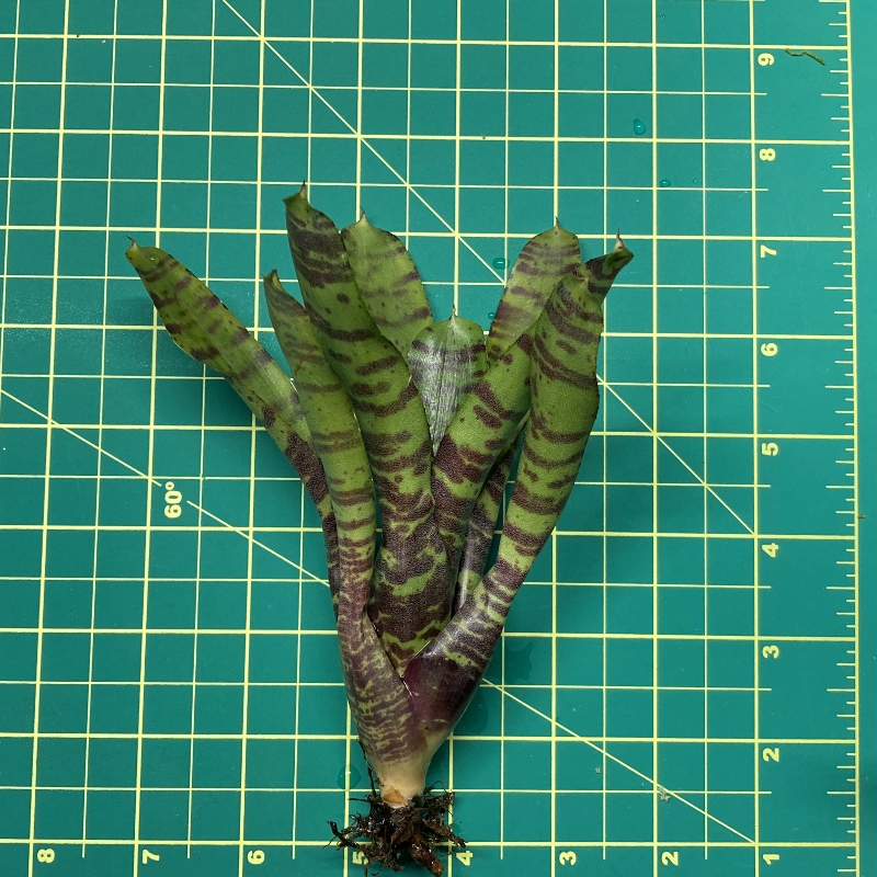 Mini Neoregelia Bromeliad – Da Kine size