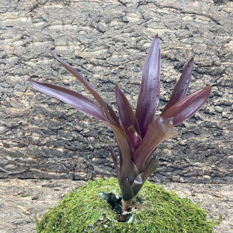 Mini Neoregelia Bromeliad - Pauciflora X Fireball - Jungle Jewel Exotics