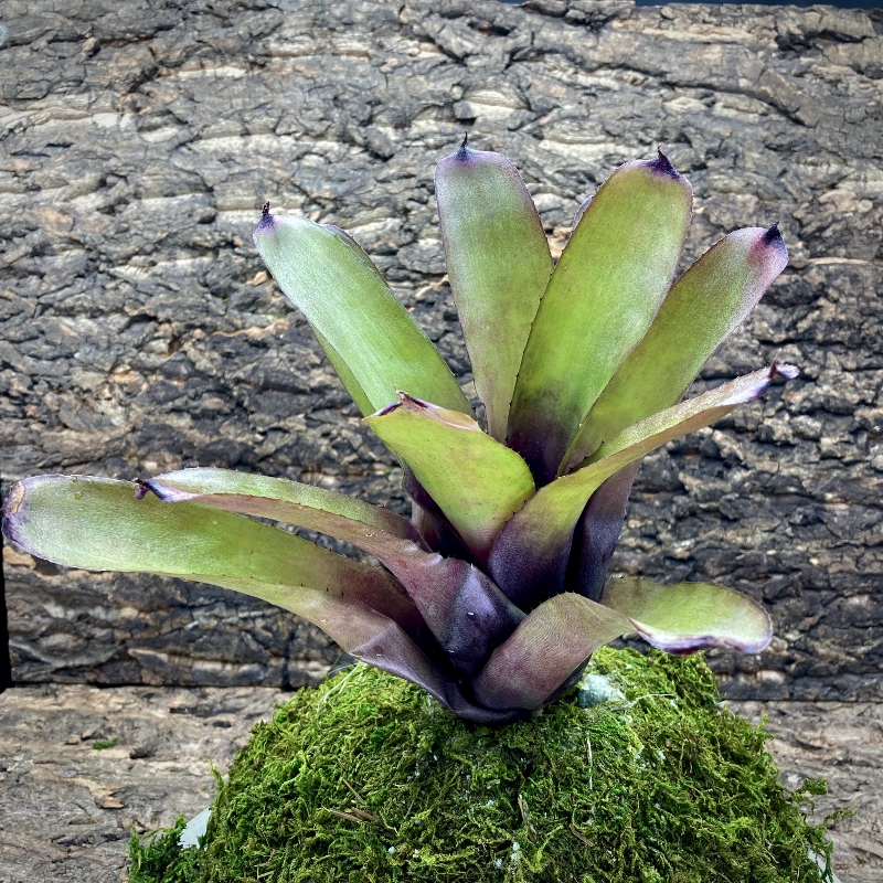 Neoregelia Bromeliad – Fireball x Spines