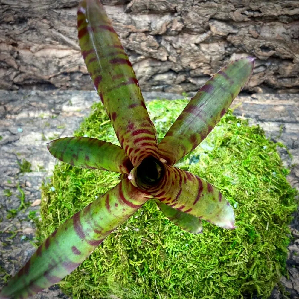 Mini Neoregelia Bromeliad Bam! Top View - Jungle Jewel Exotics